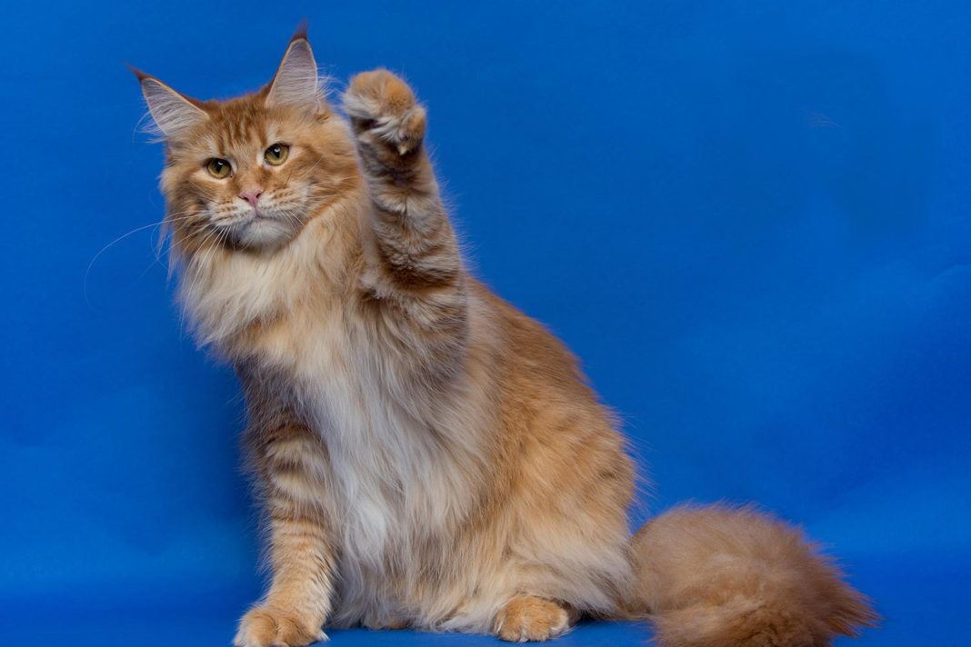 Les chats pharaons égyptiens sacrés seront ce samedi à Beer Sheva pour ...